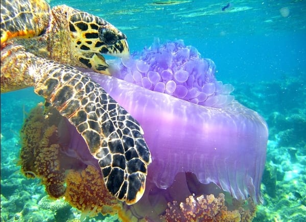 Conoce La Tortuga Carey Una Especie En Peligro De Extinción